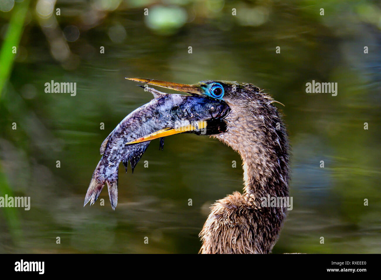 Swallow of water hi-res stock photography and images - Alamy