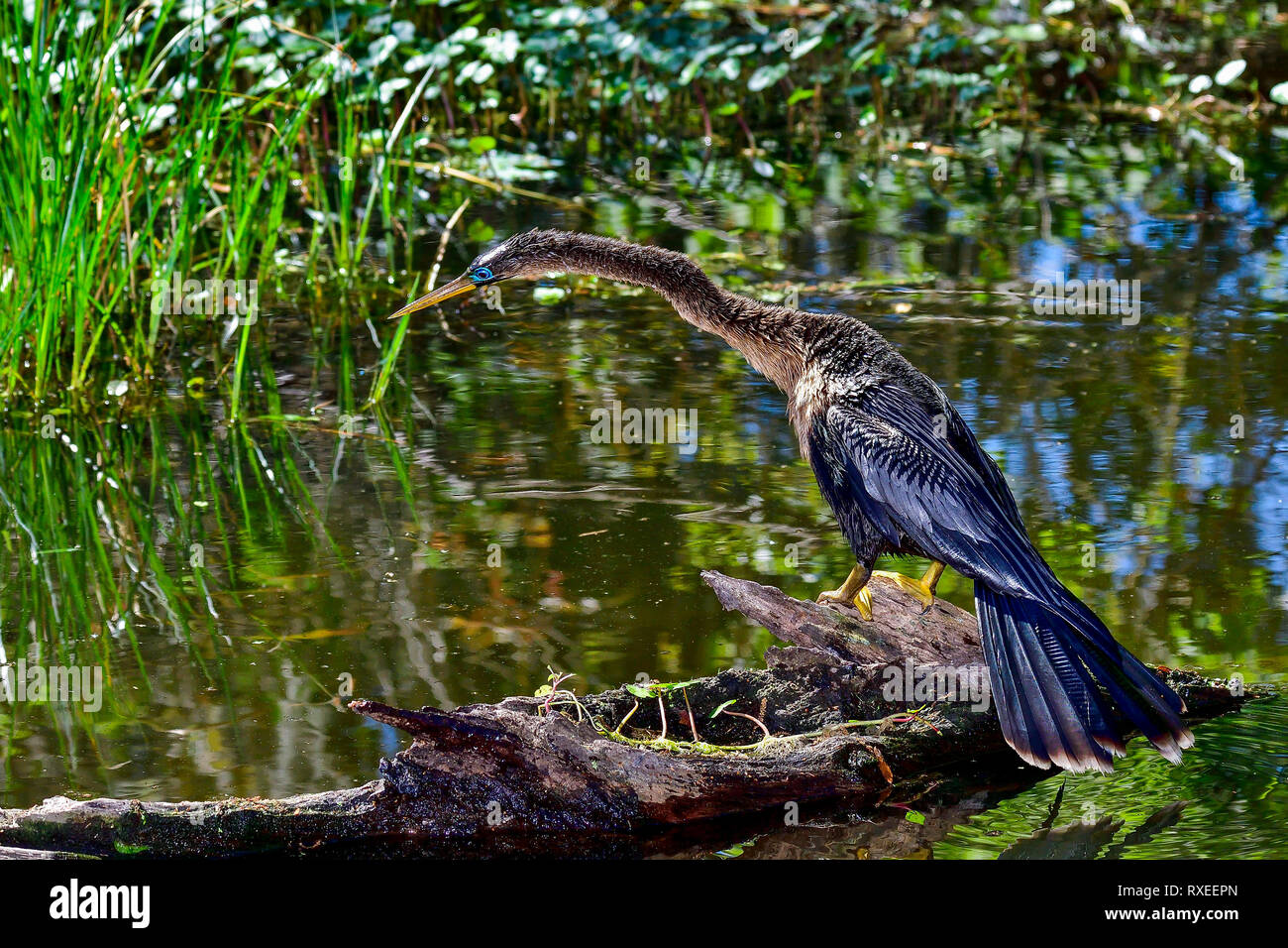 Looking to catch fish hi-res stock photography and images - Alamy