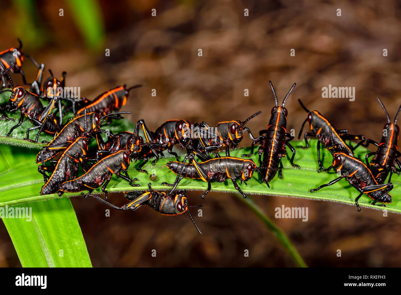 Eastern lubber grasshopper Stock Photo - Alamy