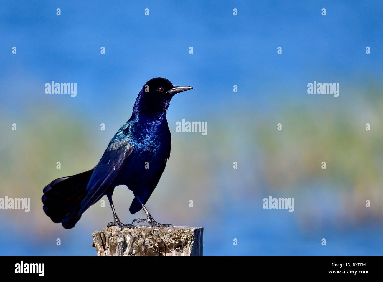 Common grackle posing Stock Photo - Alamy