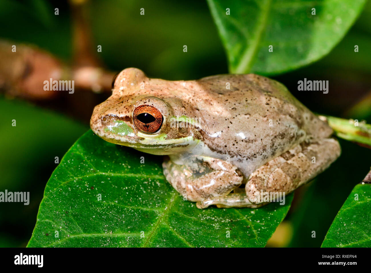 Cuban tree frog cuban tree frog hi-res stock photography and images - Alamy