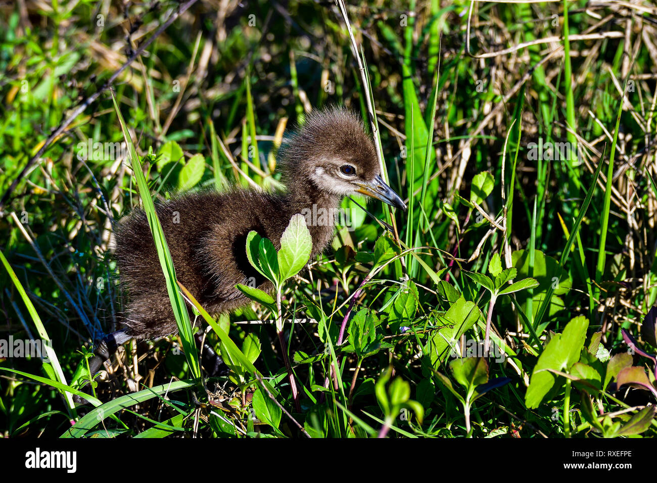 Limpkin chicks following their mom Stock Photo - Alamy