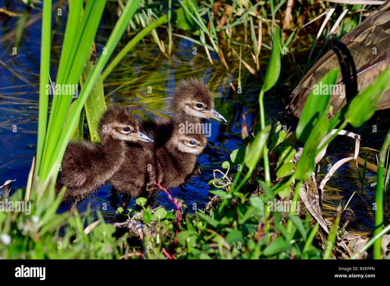 Limpkin family hi-res stock photography and images - Alamy