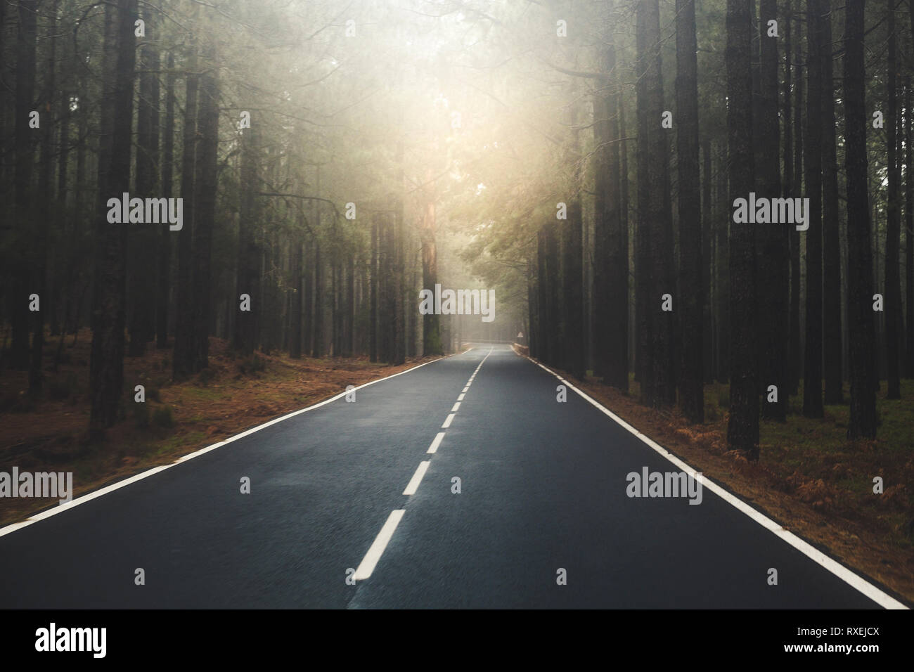 Long way road with sun at the end at the mountain with pines forest and ...