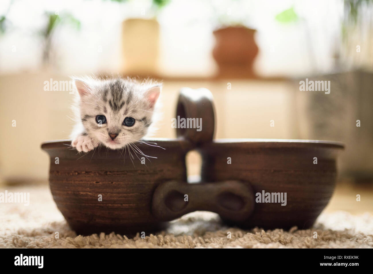 Funny small grey kitten put out his cute head and paw from the pot and ...