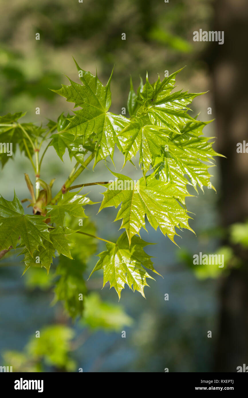Very young maple tree in the forest in spring hi-res stock photography ...