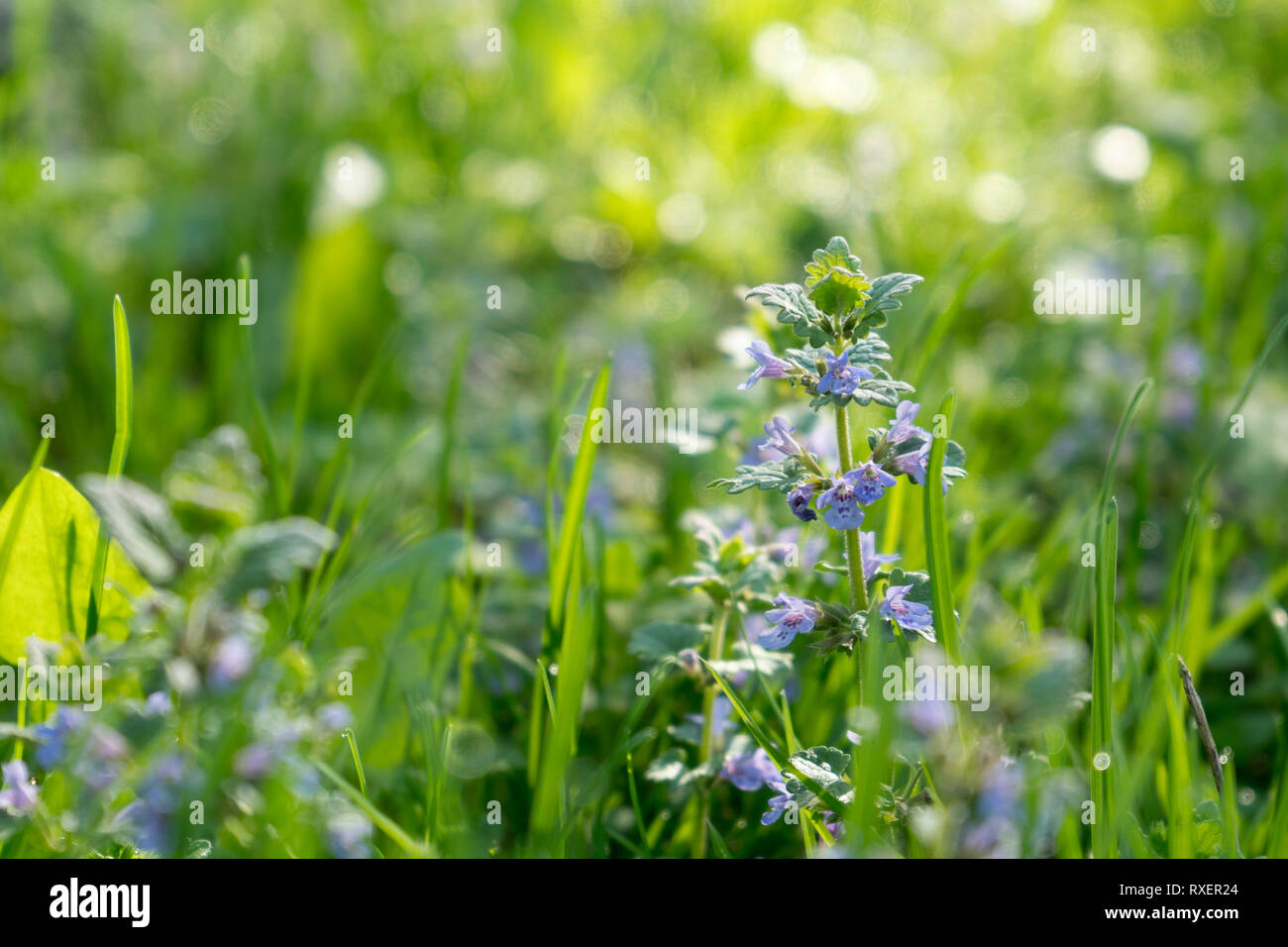 Wildflowers grass grow on meadow hi-res stock photography and images ...