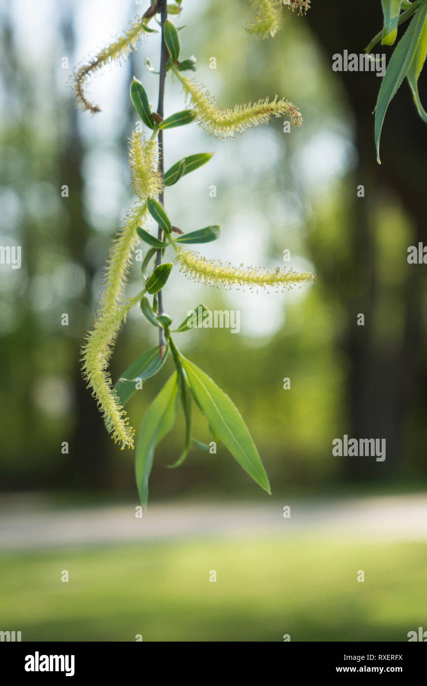 Weeping willow willows trees hi-res stock photography and images - Alamy