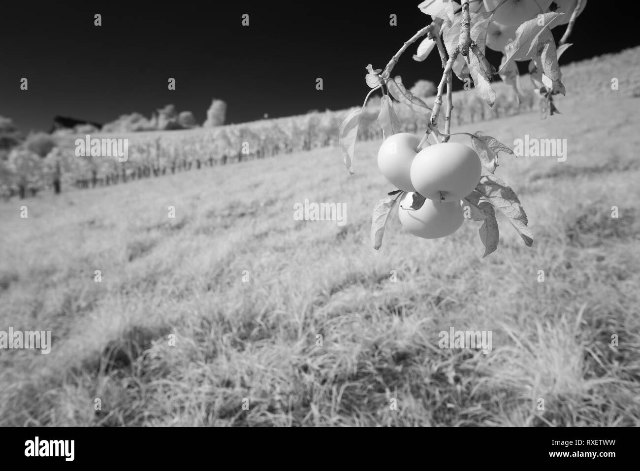 Ripe apple fruits at a fruit tree branch in black and white infrared ...