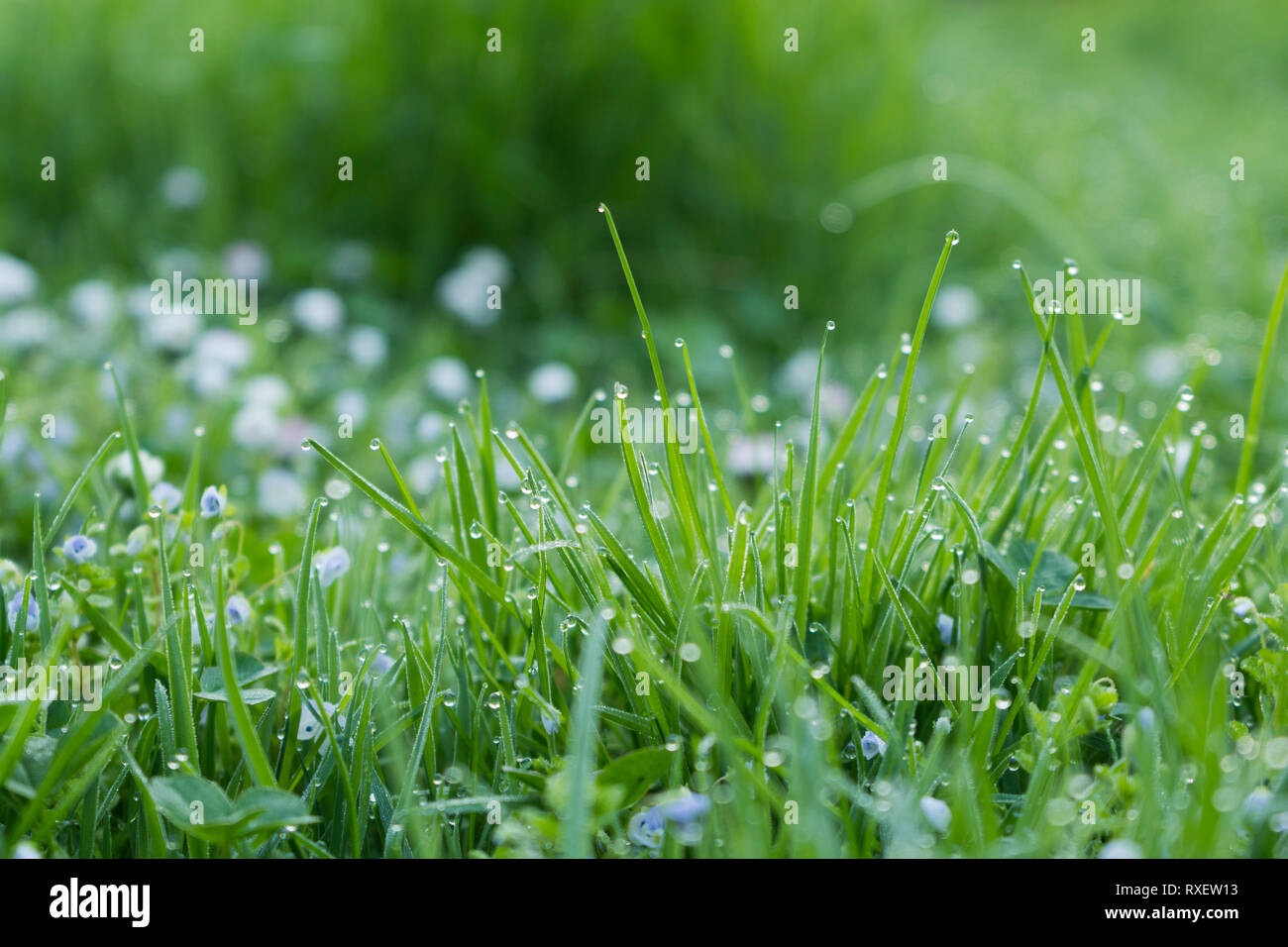 Spring dew hi-res stock photography and images - Alamy