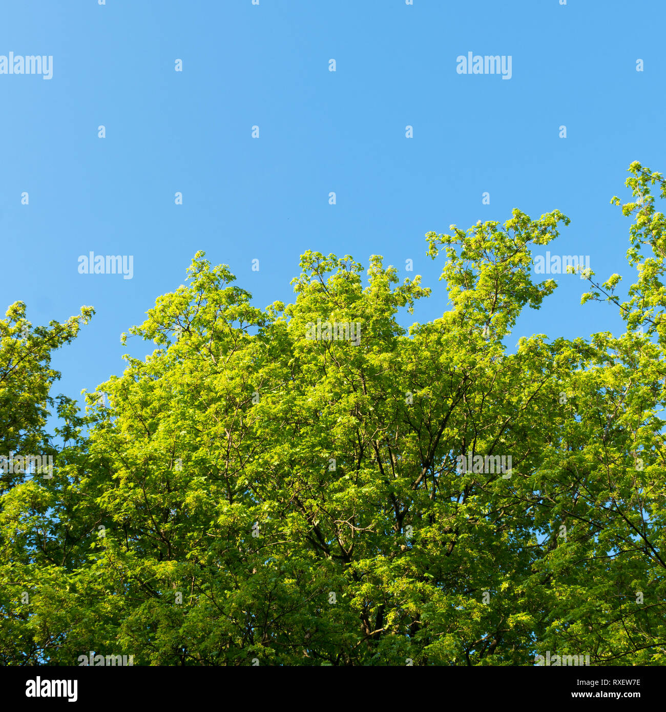 Green treetop hi-res stock photography and images - Alamy