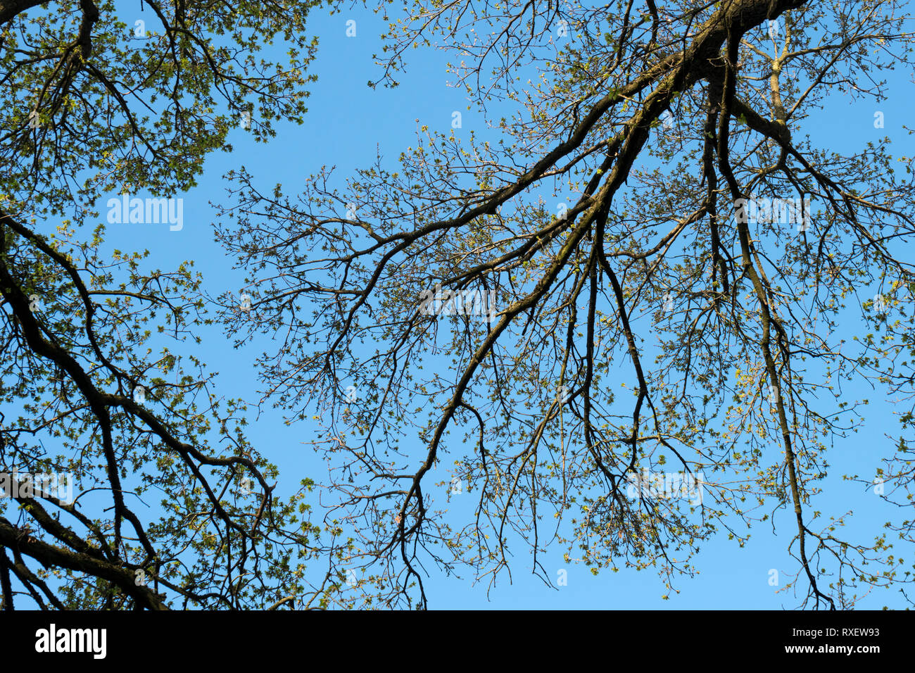 Treetops in spring in front of the blue sky Stock Photo - Alamy