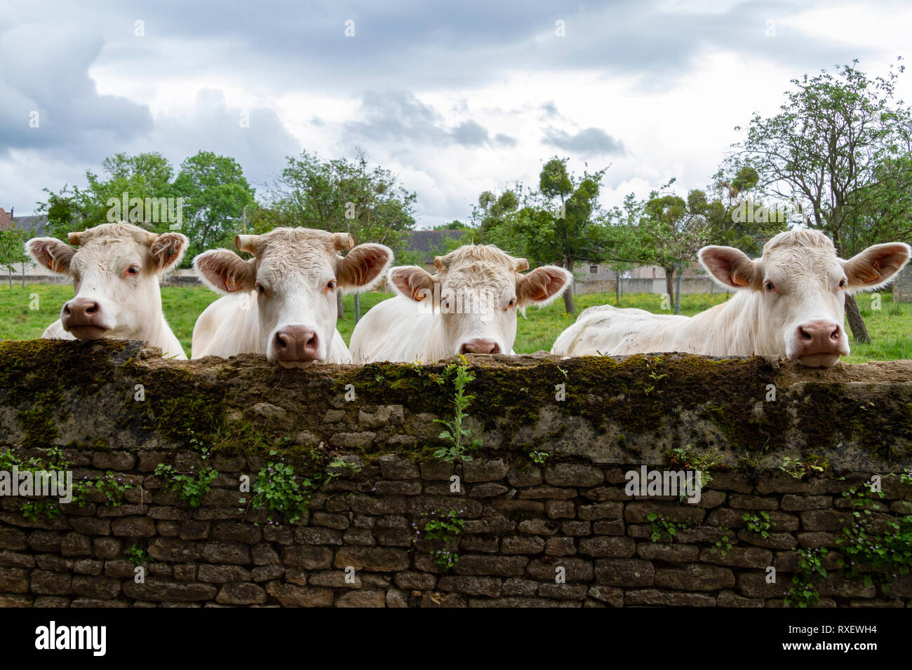 Tipped horns hi-res stock photography and images - Alamy