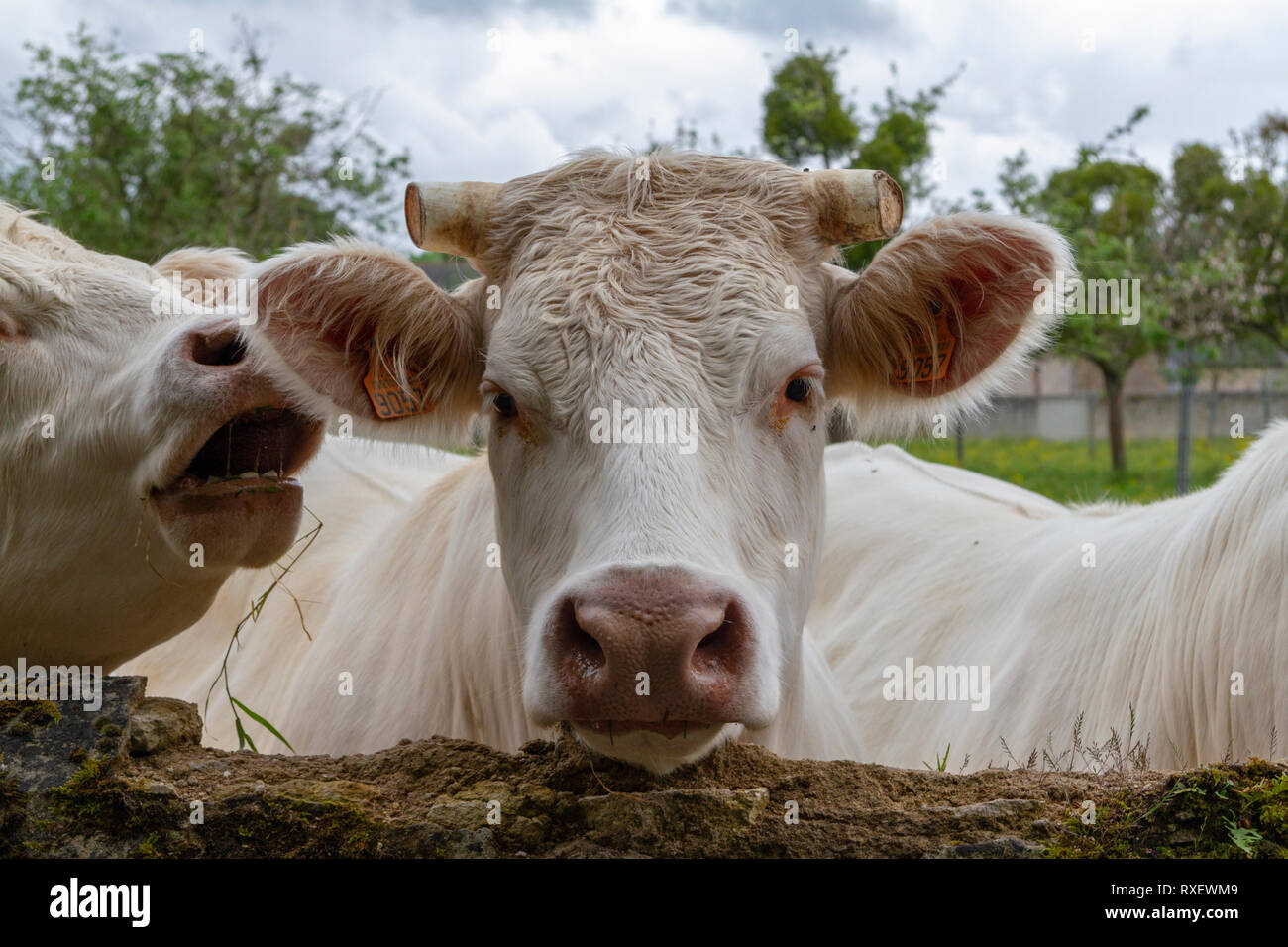 Cow looking over stone wall hi-res stock photography and images - Alamy