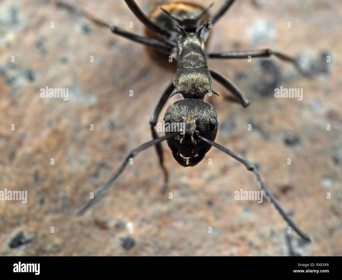 Macro Photography of Polyrhachis Dives Ant on The Ground Stock Photo ...