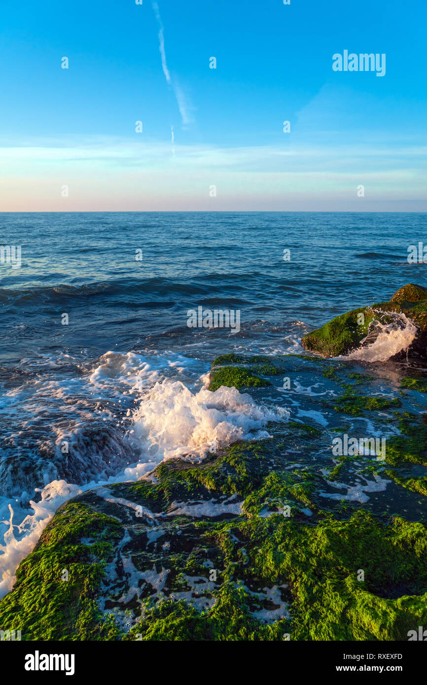 Colorful sea shore with green algae, splashing waves Stock Photo - Alamy
