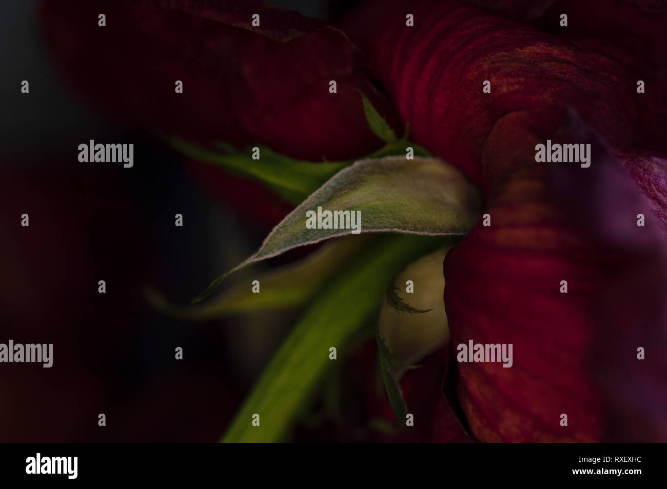 Dying rose hi-res stock photography and images - Alamy