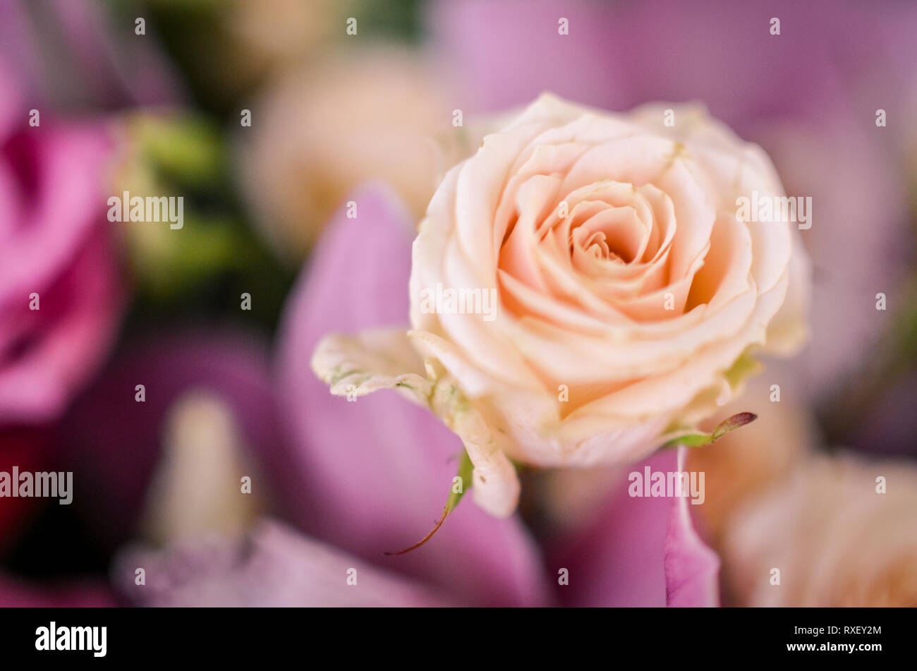Beautiful pink roses in soft spring flower bouquet in blured background ...