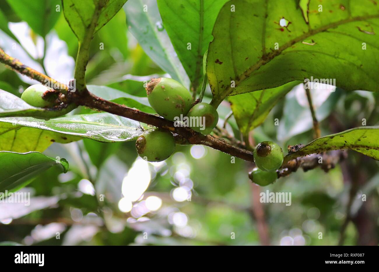 Coffee plants with green fruits taken on the seychelles Stock Photo - Alamy