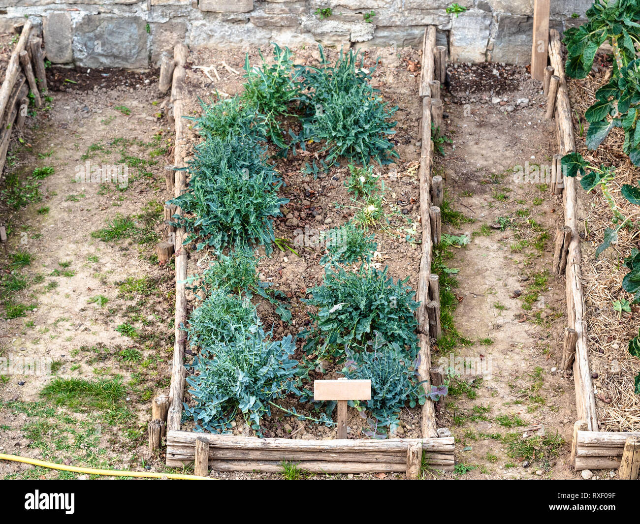 Cavolo broccolo fiolaro hi-res stock photography and images - Alamy