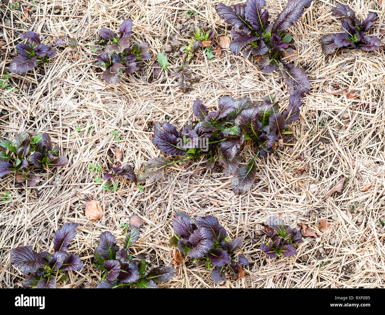 Chard seedling hi-res stock photography and images - Alamy