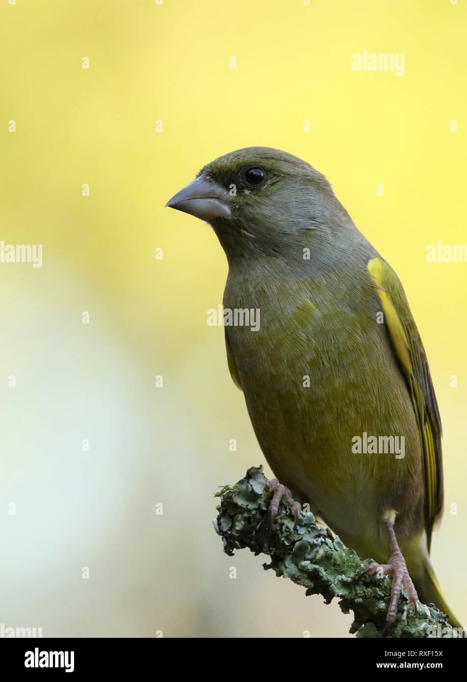 Female greenfinch identification hi-res stock photography and images ...