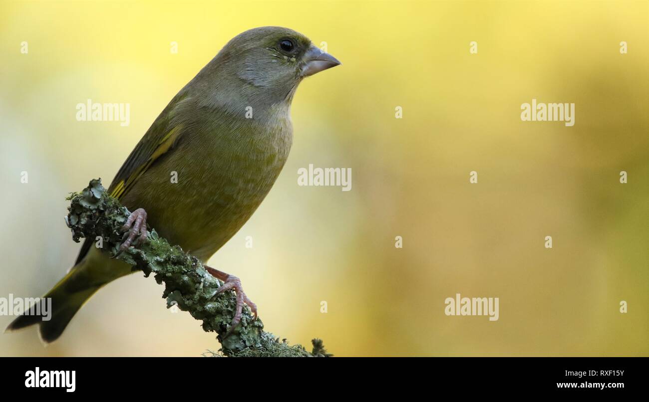 Female greenfinch identification hi-res stock photography and images ...