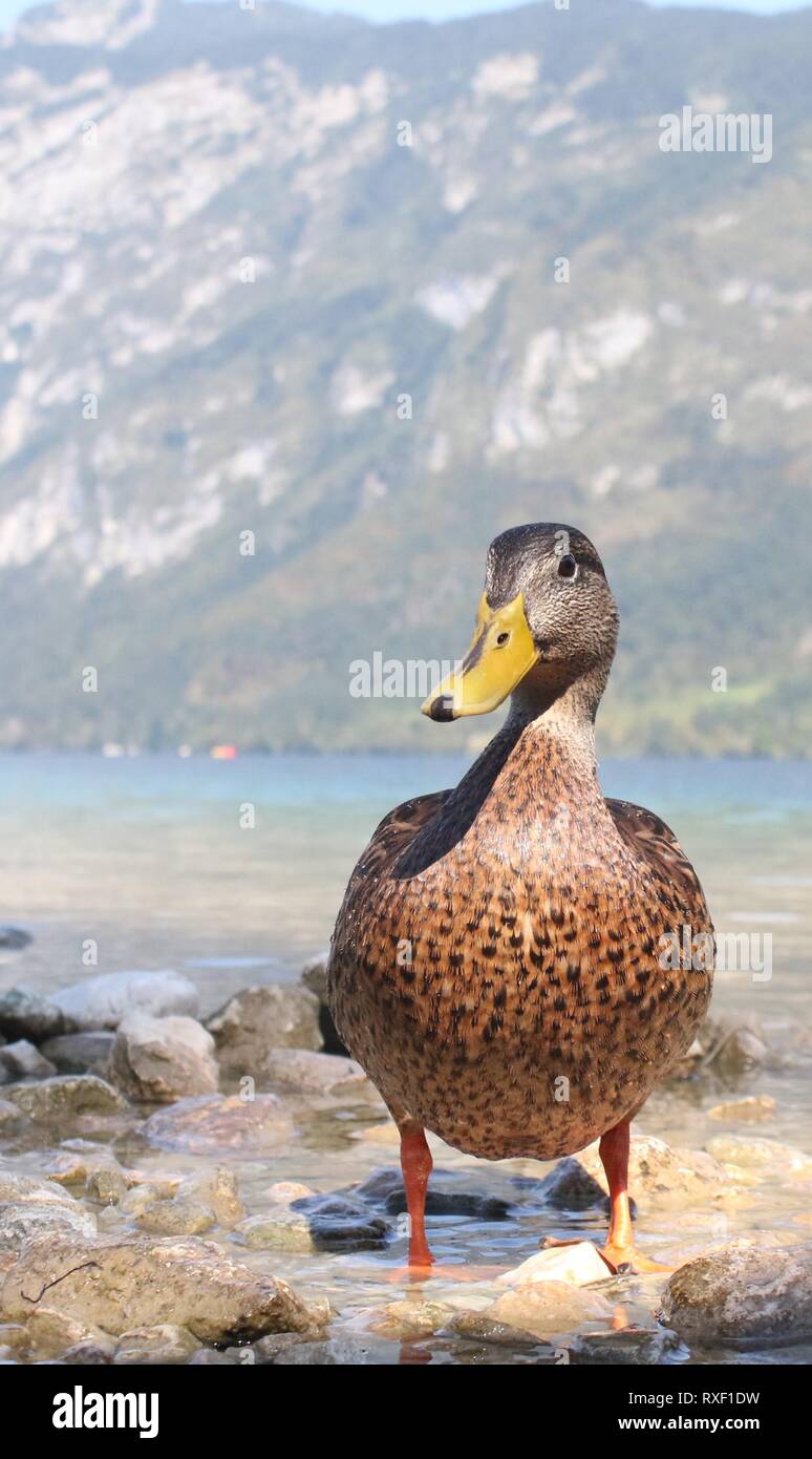 Wide angle portrait of drake mallard duck (Anas platyrhynchos) in ...