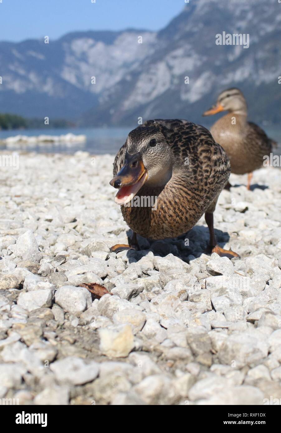 Wide angle portrait of drake and female mallard duck (Anas ...