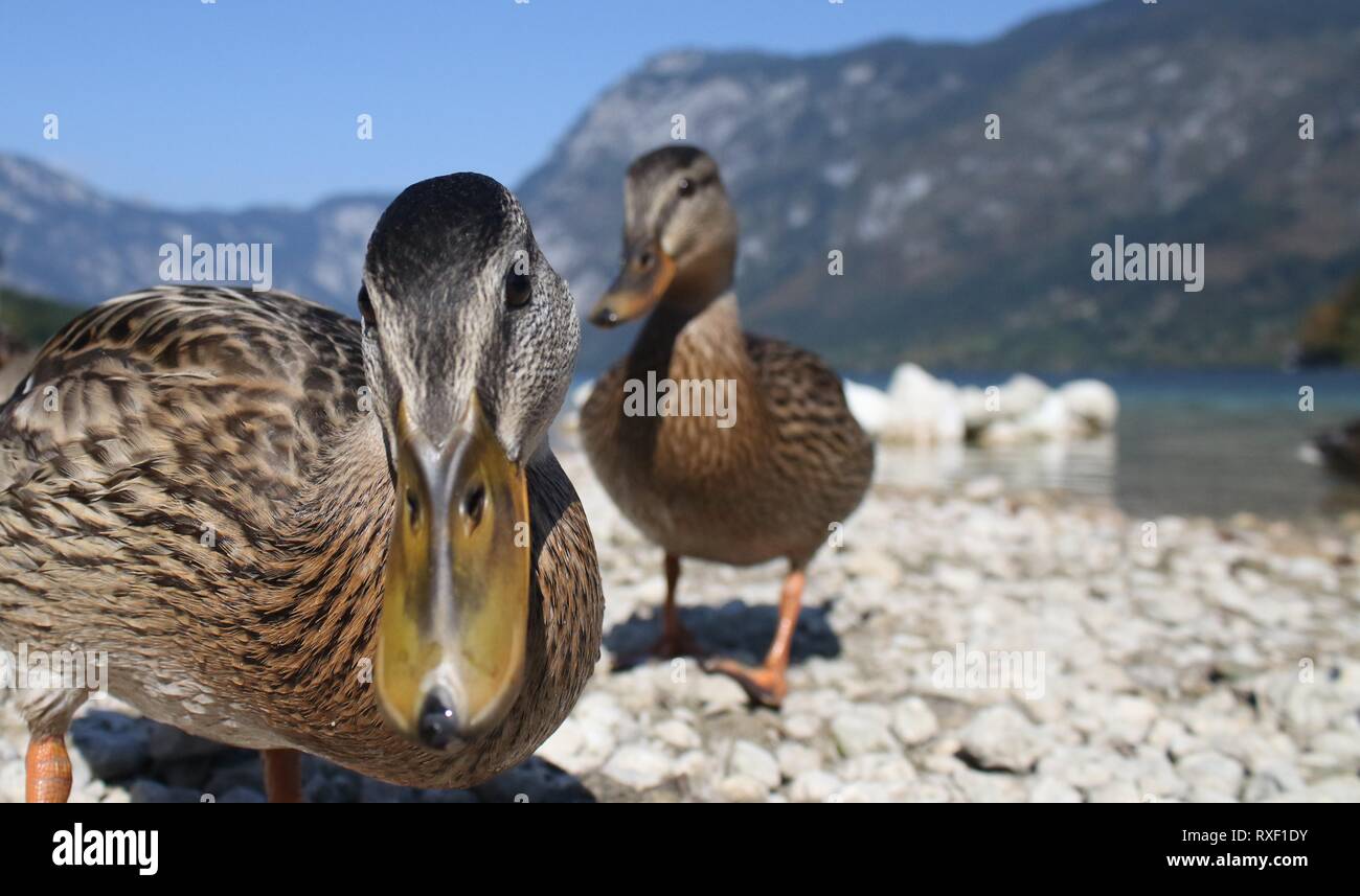 Duck in eclipse plumage hi-res stock photography and images - Alamy