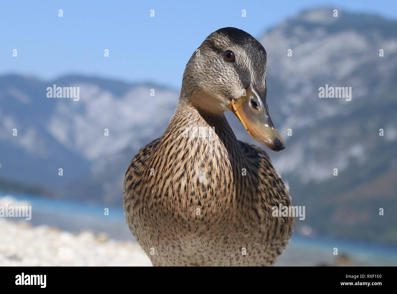 Mallard duck wide angle hi-res stock photography and images - Alamy