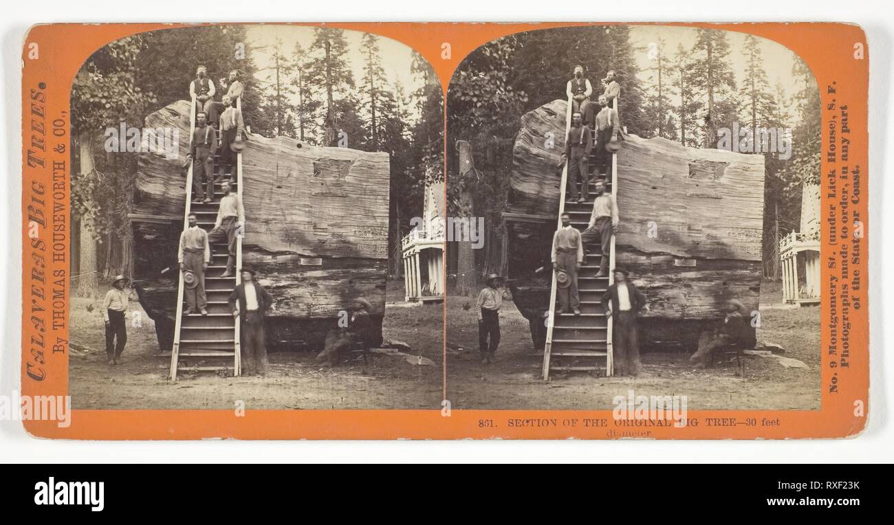 Section of the Original Big Tree - 30 feet diameter. Thomas Houseworth ...