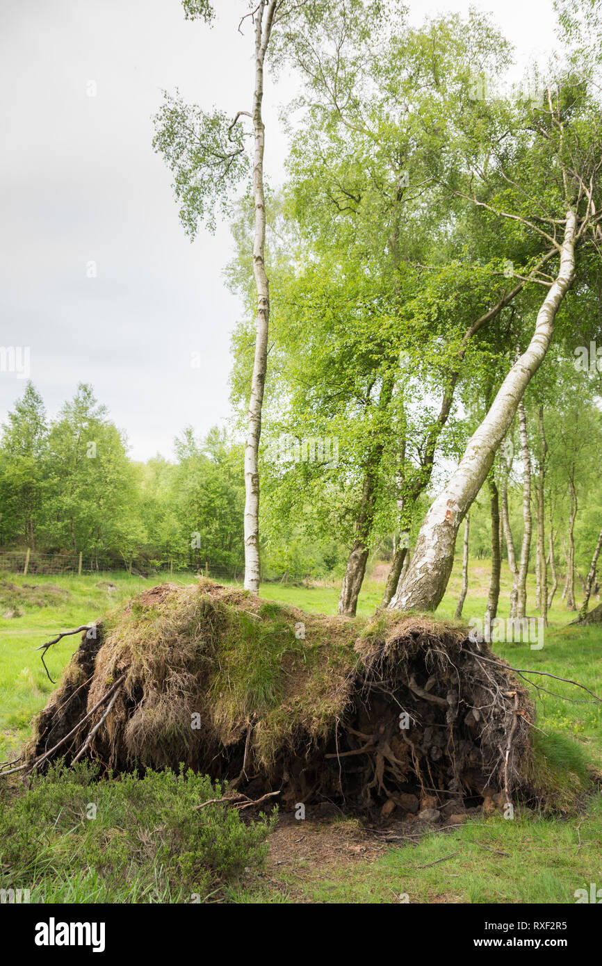 Fallen birch tree hi-res stock photography and images - Alamy