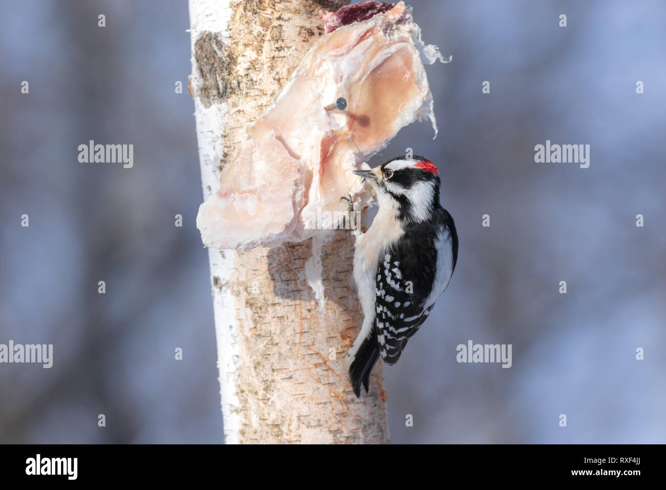 Fat belly animal hi-res stock photography and images - Alamy