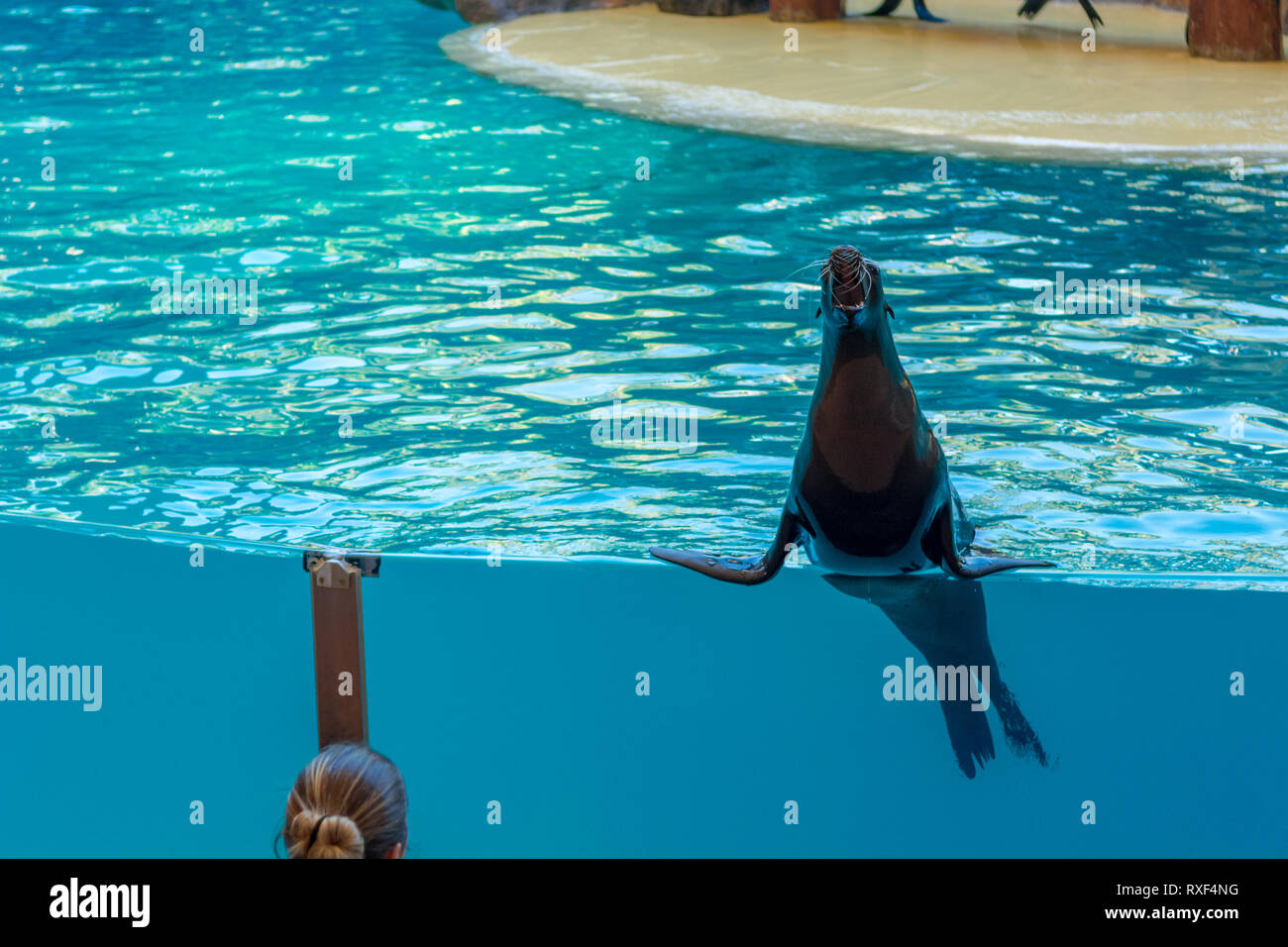 Sea lion playing in large pool at aquarium Stock Photo - Alamy