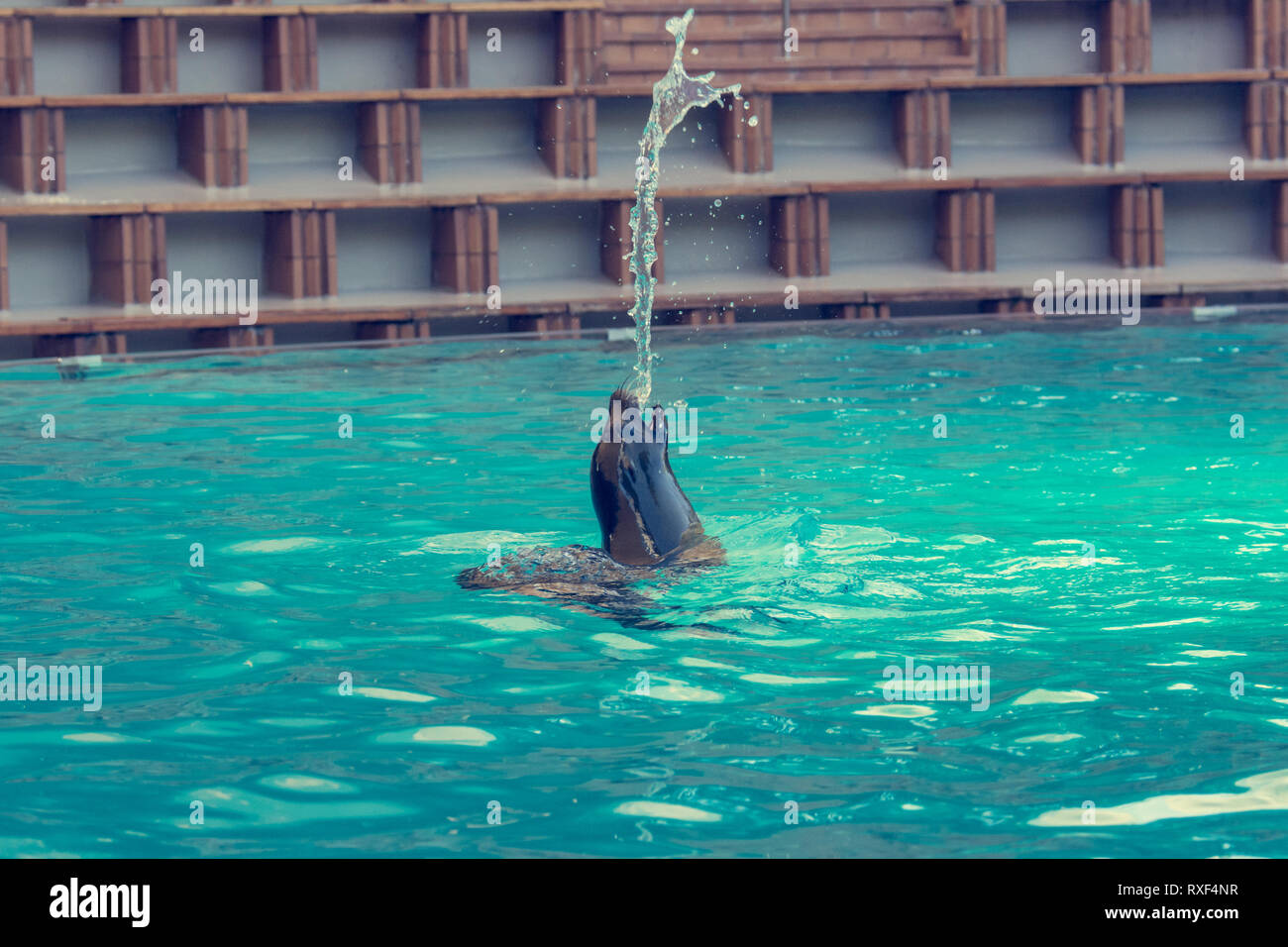 Sea lion playing in large pool at aquarium Stock Photo - Alamy