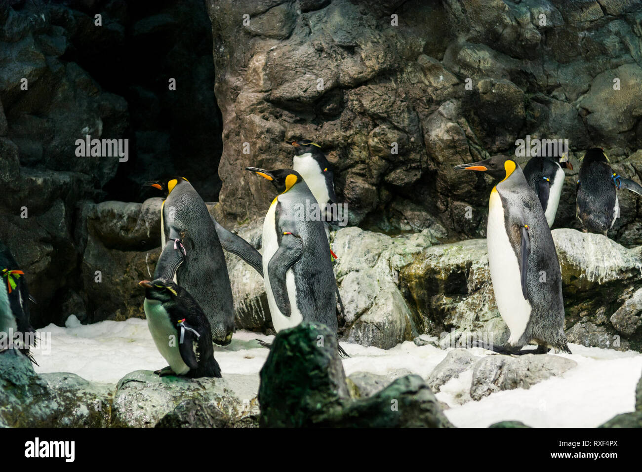 Emperor Penguin Habitat Diorama