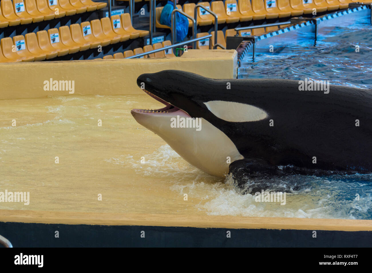 Largest Orca In Captivity