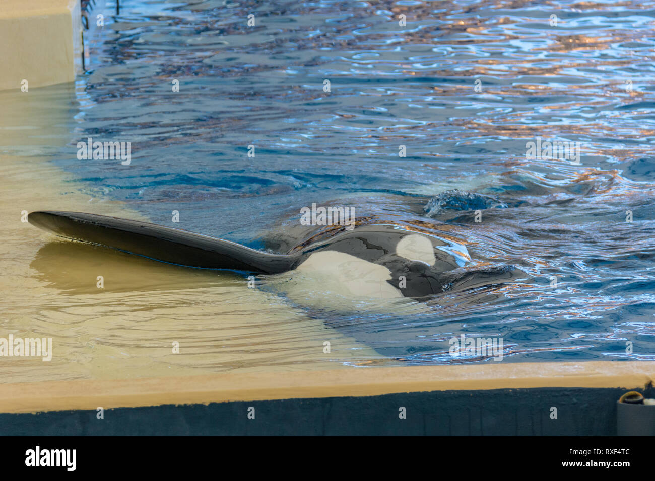 Detail of orca - the killer whale - swimming in large pool Stock Photo ...