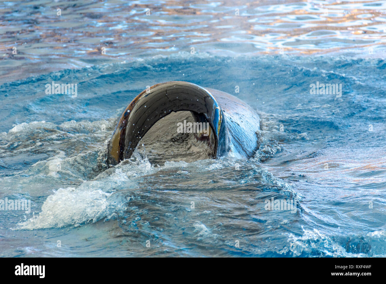Killer whale swimming in pool hi-res stock photography and images - Alamy