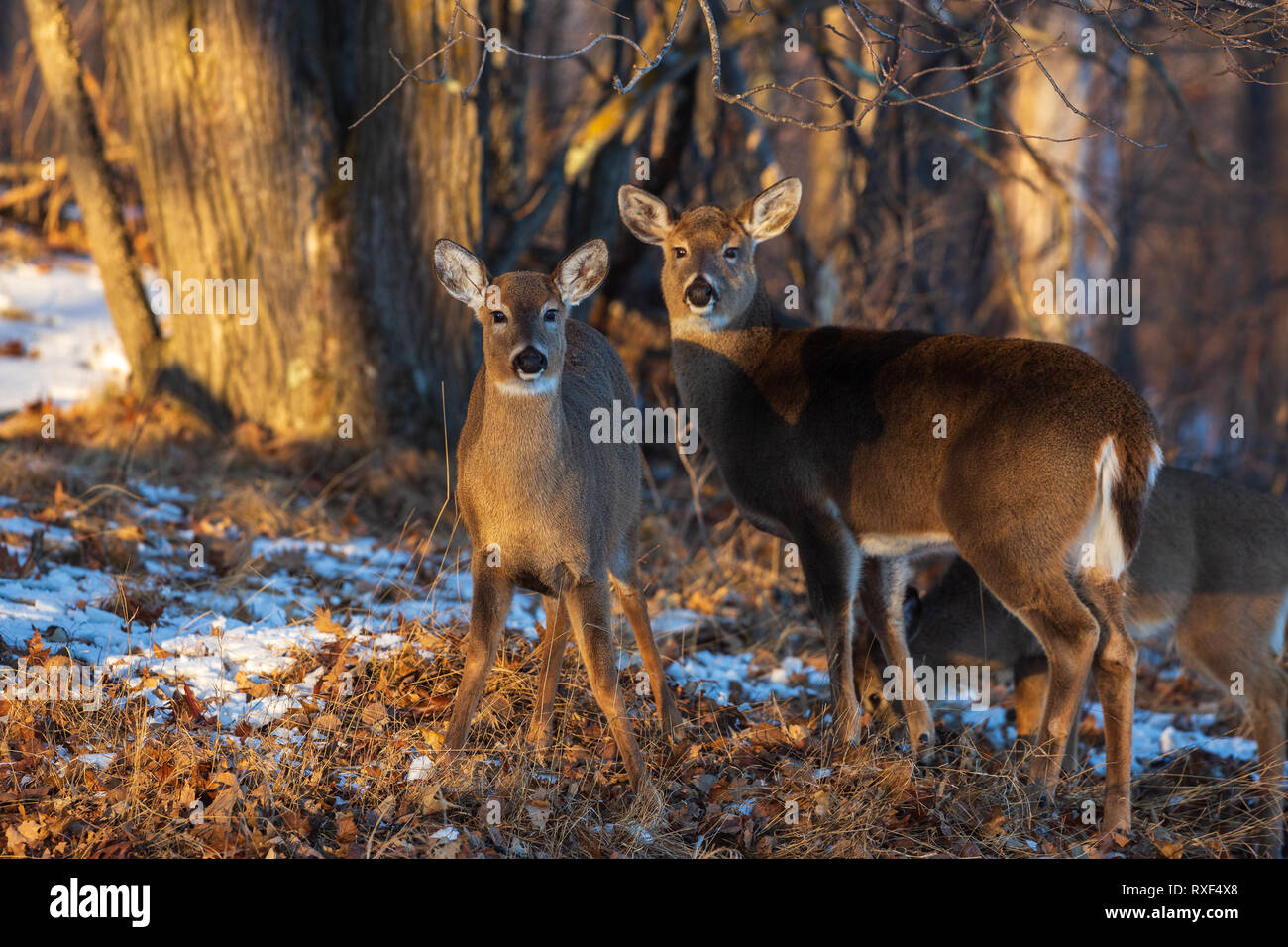 Deer in forest oak tree hi-res stock photography and images - Alamy