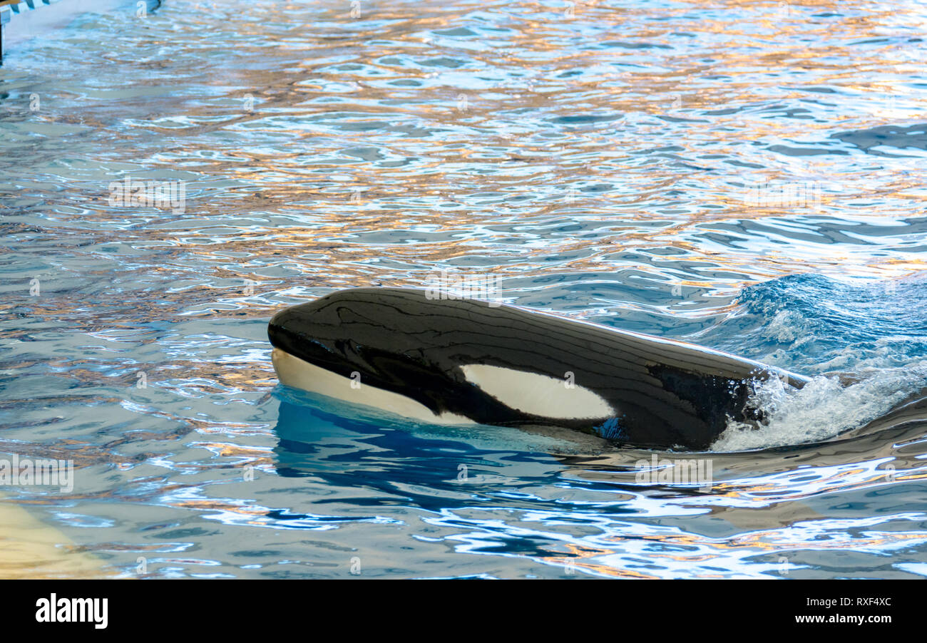 Detail of orca - the killer whale - swimming in large pool Stock Photo ...