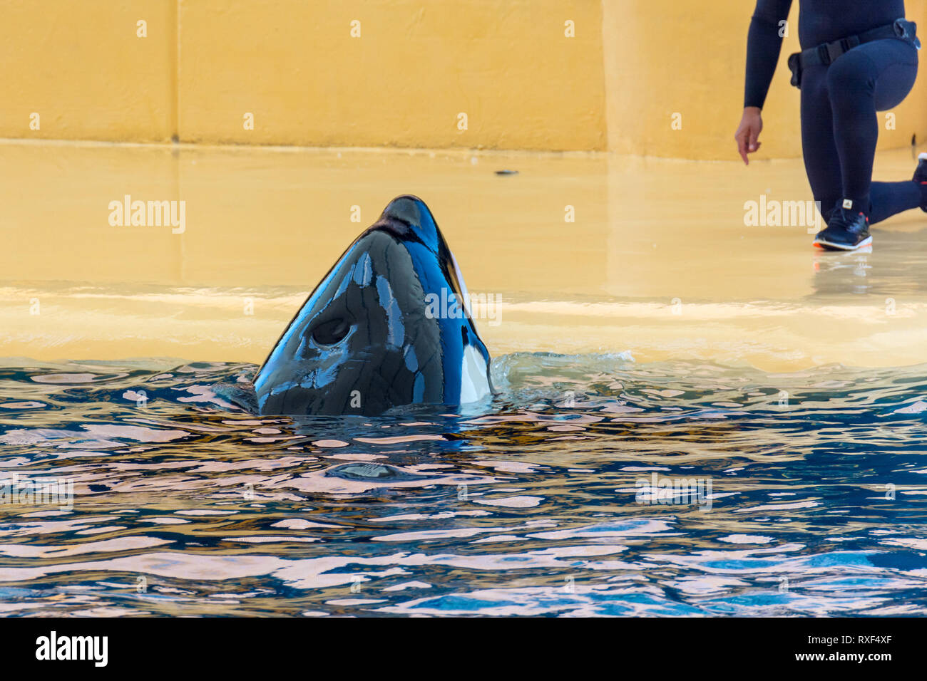 Detail of orca - the killer whale - swimming in large pool Stock Photo ...