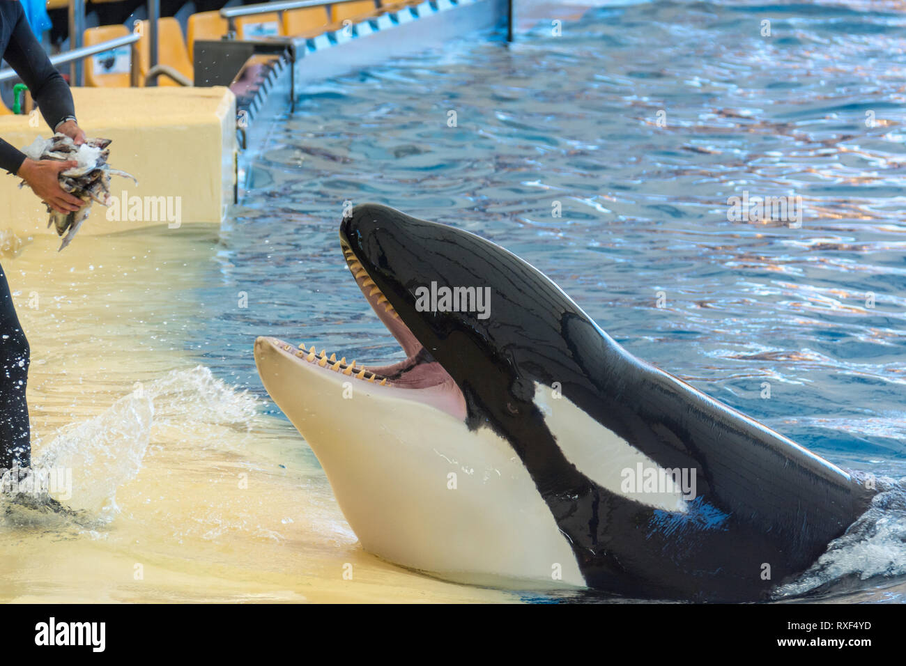 Zookeeper feeding orca whale and taking care of huge hunger Stock Photo ...