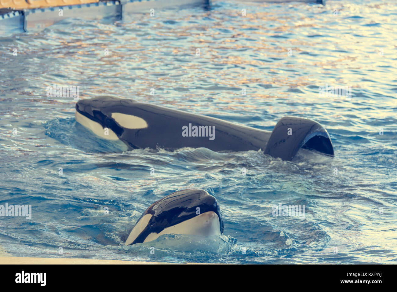 Largest Orca In Captivity