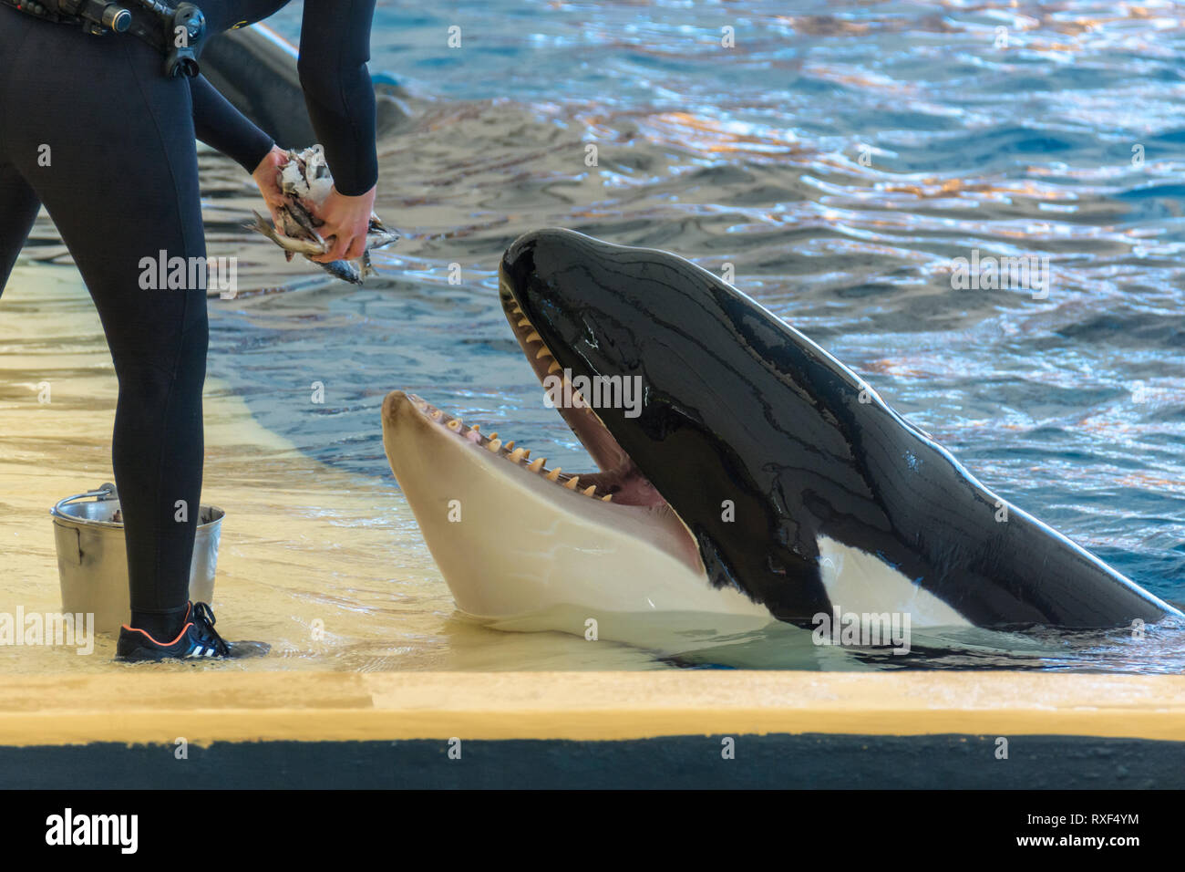 Zookeeper feeding orca whale and taking care of huge hunger Stock Photo ...