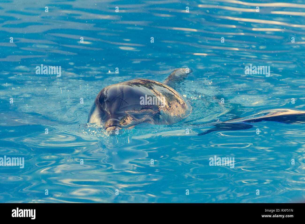 Detail of dolphins swimming in large pool Stock Photo - Alamy