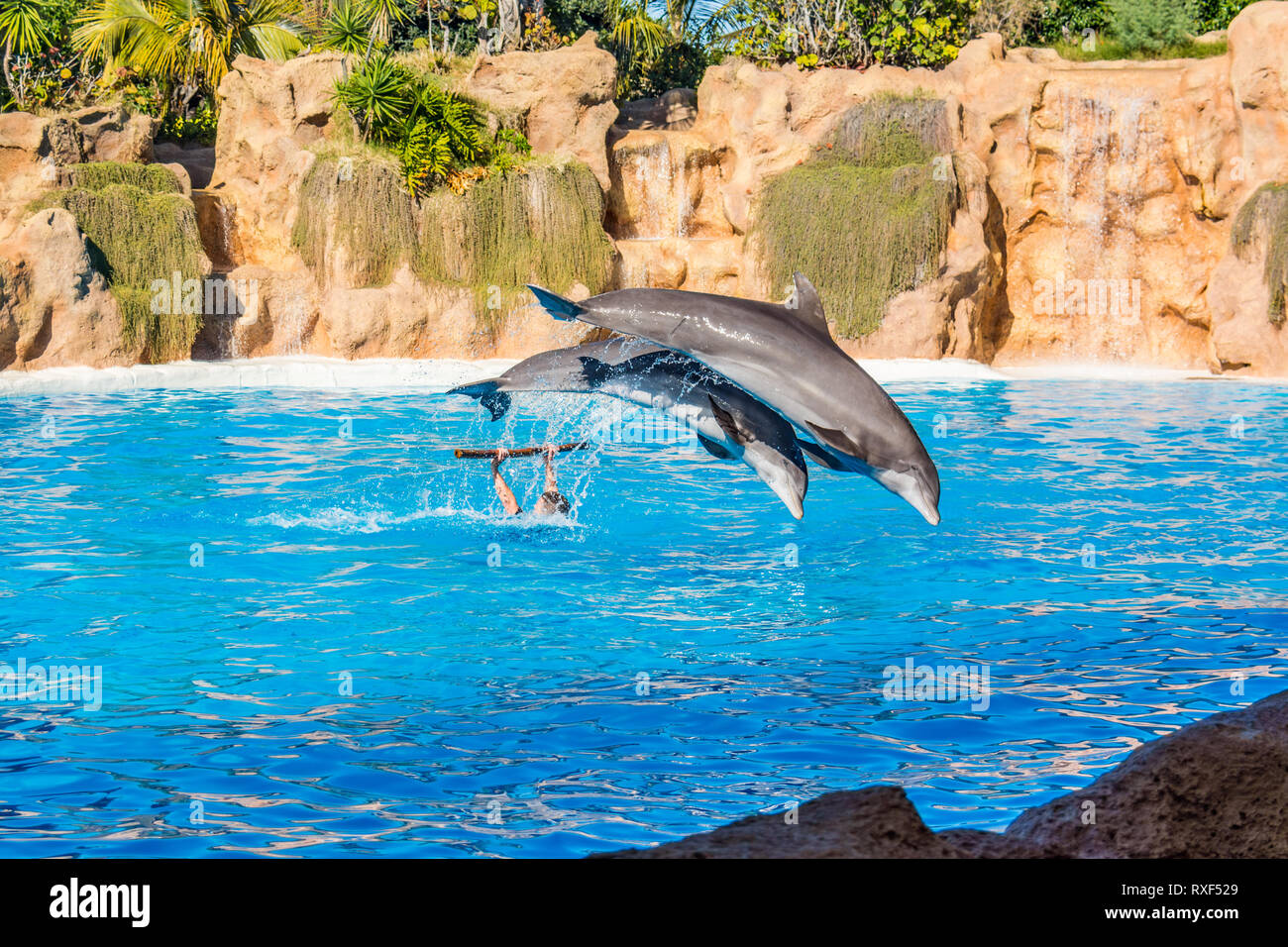 Keeper animal underwater hi-res stock photography and images - Alamy