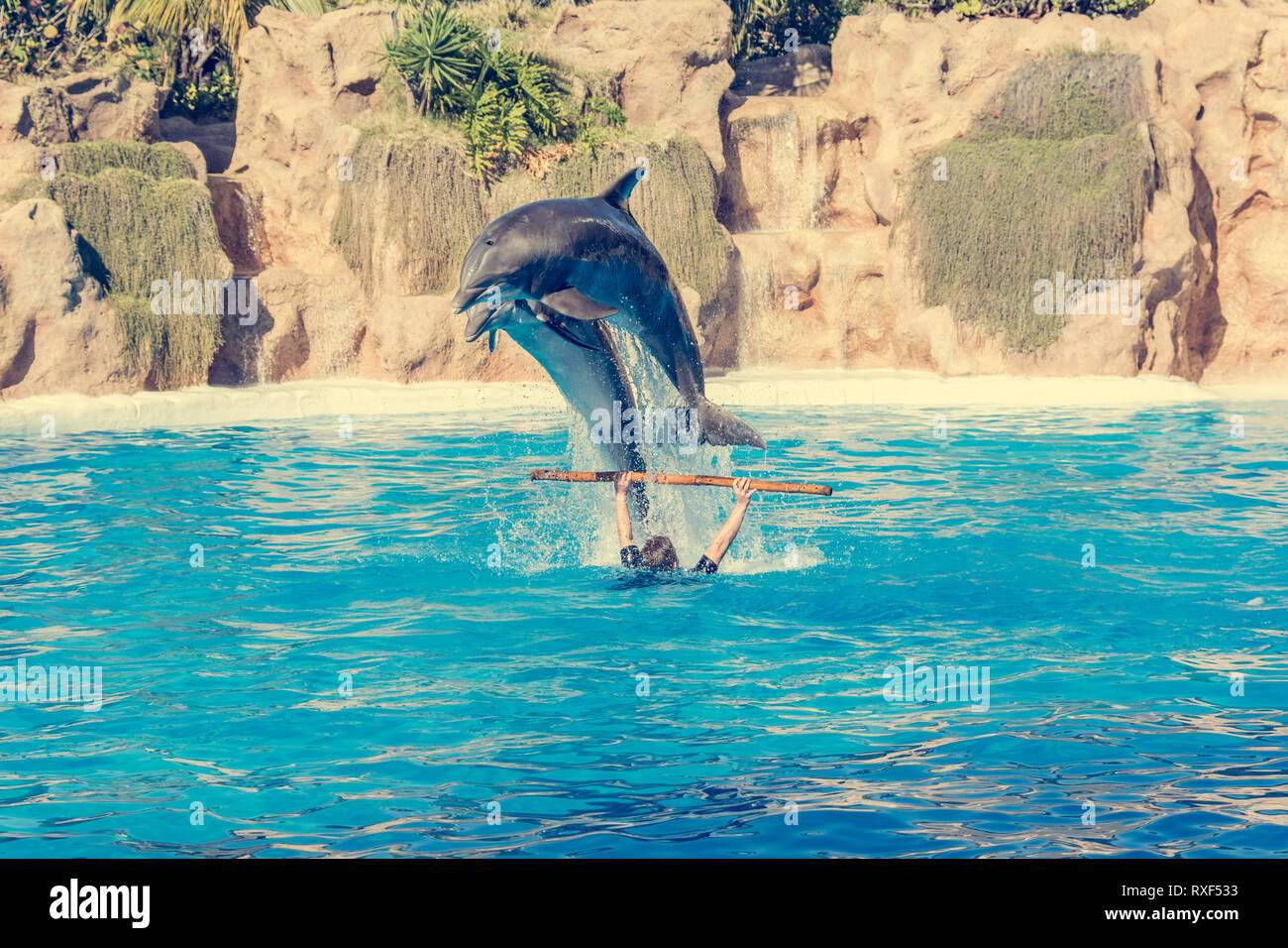 Vintage dolphin show hi-res stock photography and images - Alamy