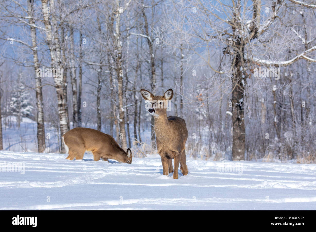 White-tailed doe and fawn walking in the deep snow of northern ...